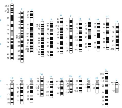 Chromosome Banding Pattern Biology Ease