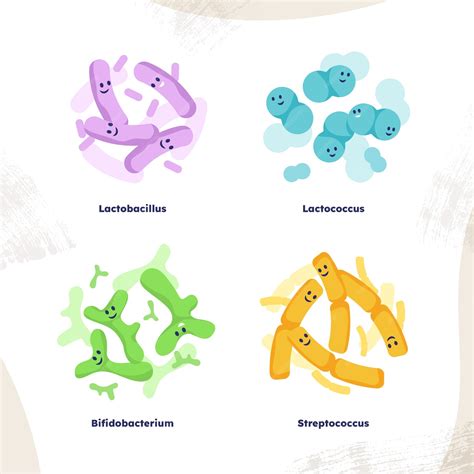 손으로 그린 프로바이오틱스 및 프리바이오틱스 그림 무료 벡터