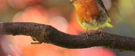 Javascript Project Ideas And Practical Uses Dev Community