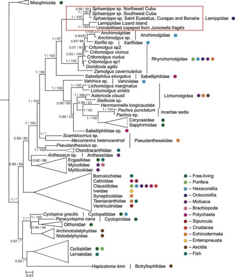 Phylogenetic Trees Based On 18s Alignment Using The Gtr G I Download Scientific Diagram