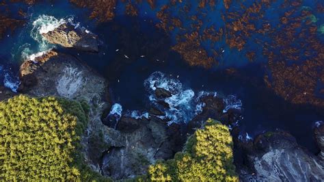 Rocky Shores And Kelp Forests Atlantic Guardians