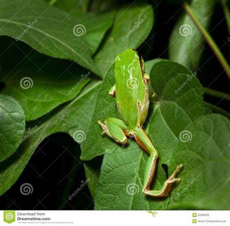 Tree Frog Climbing Tree Clipart Clipground