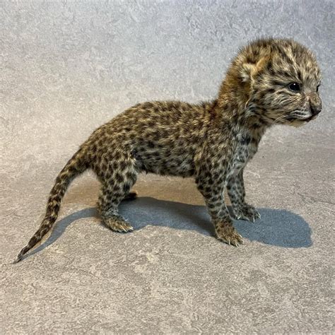 Taxidermy Leopard Cub Size 24 Length 15 Wide With Tail 16 High