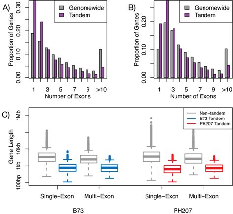 Size Distribution Of Tandem Duplicate Gene Clusters A Number Of Exons