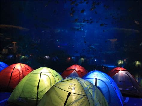 【珠海长隆海洋王国门票团购】2017门票预订珠海长隆海洋王国门票价格 骏途旅游网