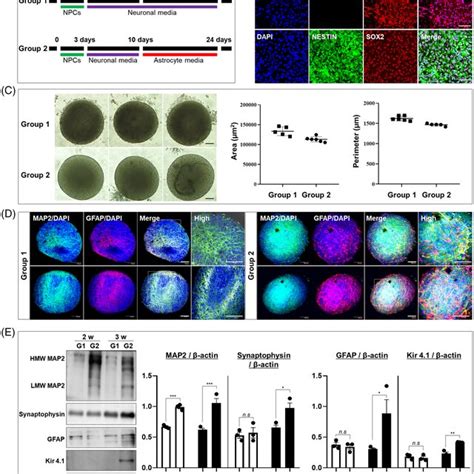 Conditioned Medium Selection For 3d Spheroid Co‐culture Of Neurons And Download Scientific