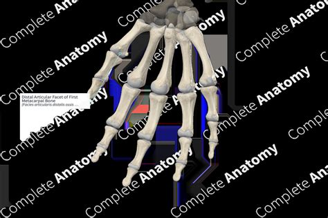 Distal Articular Facet Of First Metacarpal Bone Complete Anatomy