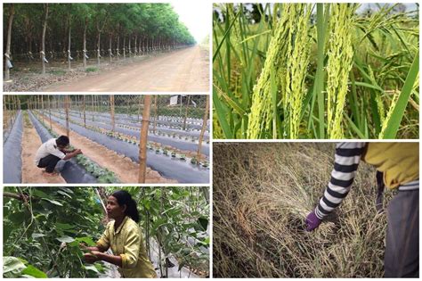 ៨០ ភាគរយ នៃ ប្រជាជន នៅ ខេត្តព្រះវិហារ ធ្វើ កសិកម្ម ពិសេស ស្រូវ សរីរាង្គ