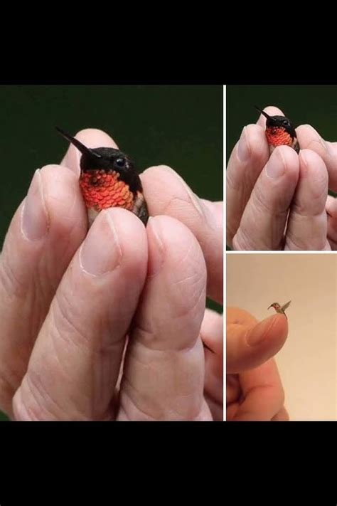 ზუნზუნიტო იგივე ფუტკარა ჩიტი ყველაზე პატარა ჩიტი მსოფლიოში Youtube