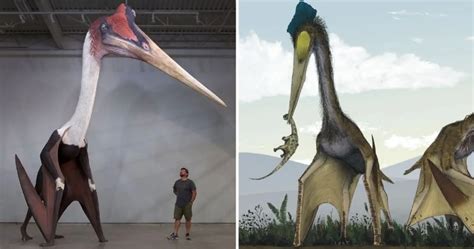 Quetzalcoatlus Paleontology World If A Quetzalcoatlus Fought A