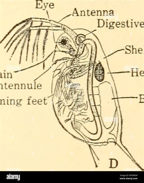 Daphnia Magna Anatomy Pregnant Daphnia Magna Small Planktonic