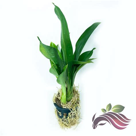Grammatophyllum Scriptum Ls Group