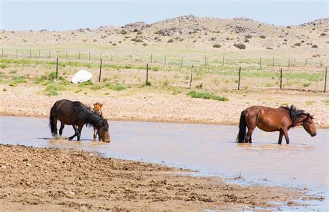 Horses Equine Animals Free Photo On Pixabay Pixabay