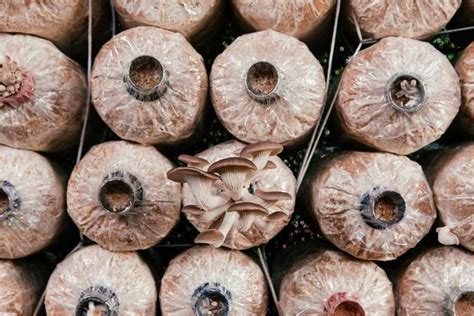 Learn How To Make An Easy Mushroom Spawn At Home