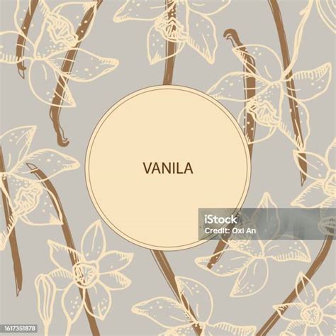 바닐라 레이블 템플릿 배경입니다 꽃과 바닐라 식물 벡터 그림의 꼬투리 향기로운 향신료 라벨 향신료 포장 로고 카드 배너 손으로 그린 디자인 요소 가지 식물 부위에 대한 스톡
