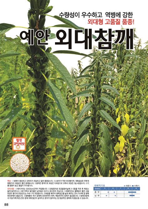 예안 외대참깨 권농종묘 기타품종소개