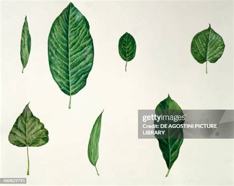 Lanceolate Leaf Photos And Premium High Res Pictures Getty Images