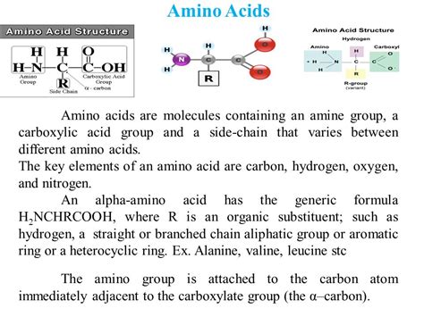 Amino Group And Carboxyl Group