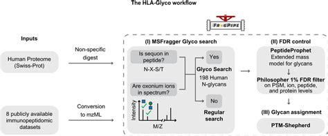 The Hla Glyco Workflow For The Detection Of Glycosylated Mhc Associated