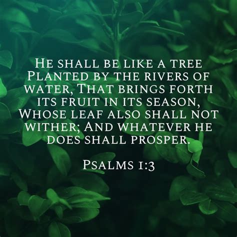 Deep Roots In Times Of Trouble Spiritual Lessons From The Acacia Tree