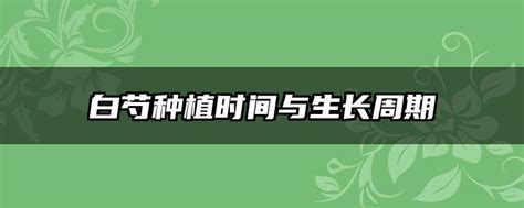 白芍种植时间与生长周期 蓝妖花园