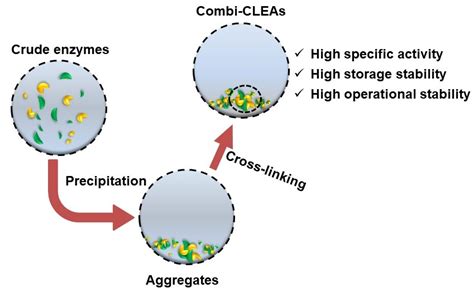 Combined Cross Linked Enzyme Aggregates As Biocatalysts