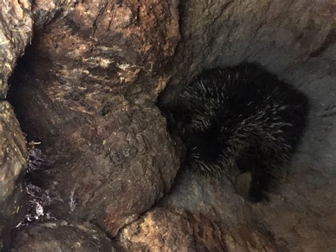 Porcupine Den Dangerous