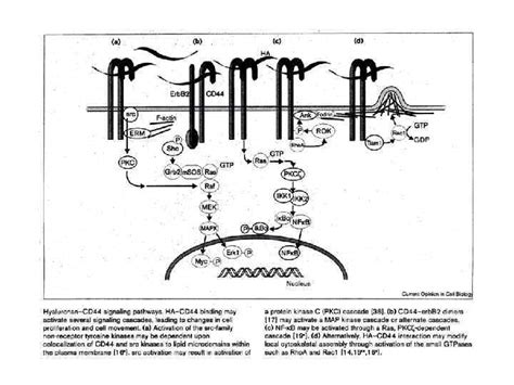 Фибронектин Figure 1 Fibronectin Primary Structure The
