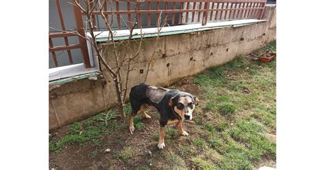 Фондация Четири лапи Процъфтява незаконната търговия с кучета в България