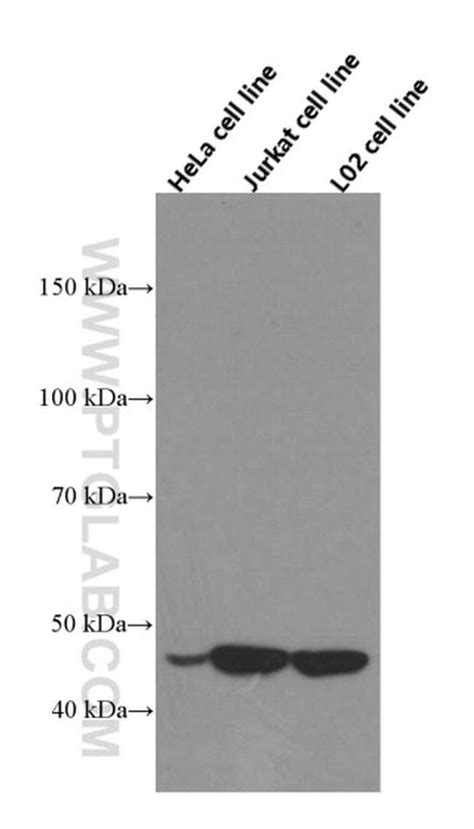 Rnh1 Mouse Anti Human Clone 4a1c4 Proteintech 150 μl Unconjugated