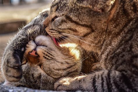 Why Do Cats Lick Each Other Cat World