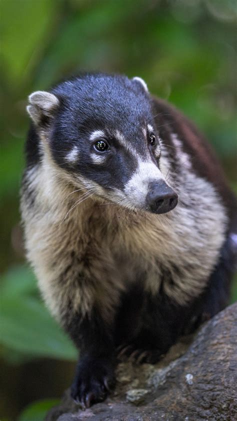 White Nosed Coati Nasua Narica In The Jungle Of Tikal National Park