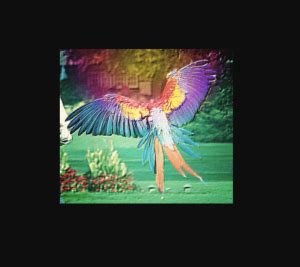 Image Filter Kit For React Native Reactscript