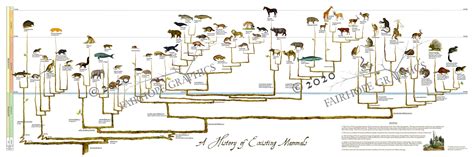 Panorama Poster Bundle — Fairhope Graphics Evolutionary Trees