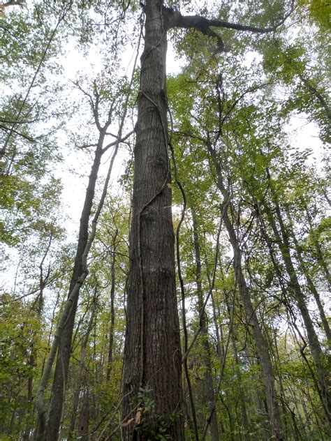 Willow Oak Cypress Basin Master Gardeners Association