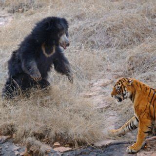 Sloth Beartiger Interaction Demonstrating The Sloth Bears