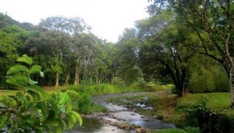 Keahua Arboretum Wailua Only In Hawaii