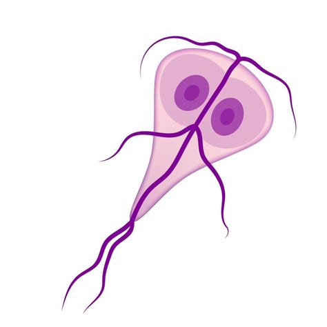 Giardia Lamblia Trophozoite Showing Internal Structure Flagella And Nuclei 65839049 Vector Art