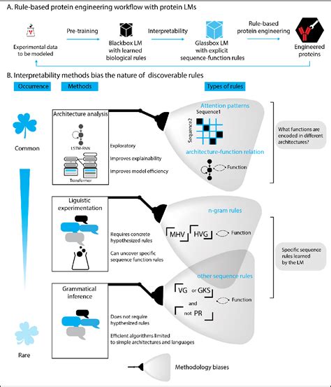Advancing Protein Language Models With Linguistics A Roadmap For