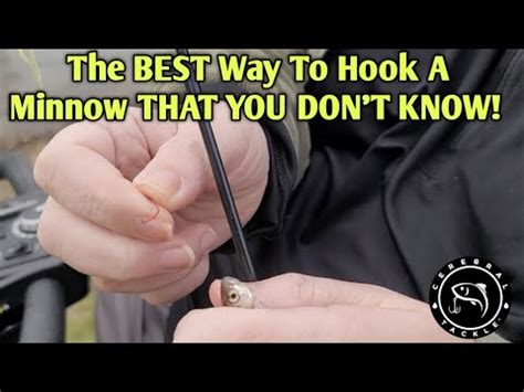 The BEST WAY EVER To Hook A Minnow And You Don T Know It YouTube