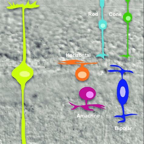 The Retinal Cell Types In The Adult Mouse Retina The Adult Mouse