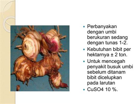 Budidaya Ganyong Pptx