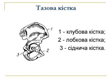 Жіночий таз Плід як обєкт родів Акушерська термінологія презентация онлайн