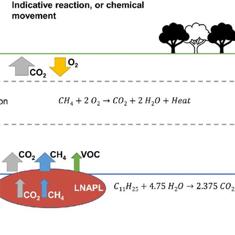 Natural Source Zone Depletion Nszd Conceptual Model Lnapl Download Scientific Diagram