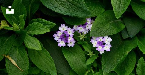 무성한 녹색 단풍 사이로 보라색과 흰색 꽃이 엿보입니다 사진 Unsplash의 무료 꽃 이미지