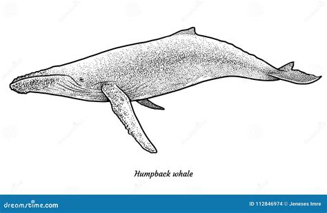 Ejemplo De La Ballena Jorobada Dibujo Grabado Tinta Línea Arte
