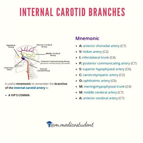Branches Of Internal Carotid