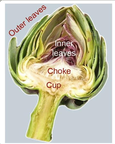Longitudinal Section In Artichoke Showing Its Main Anatomical Parts