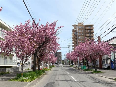 2023年5月7日 町内に咲く桜 レポート 札幌幌西第15分区町内会