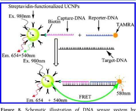 Figure 1 From Resonance Energy Transfer In Upconversion Nanoplatforms For Selective Biodetection